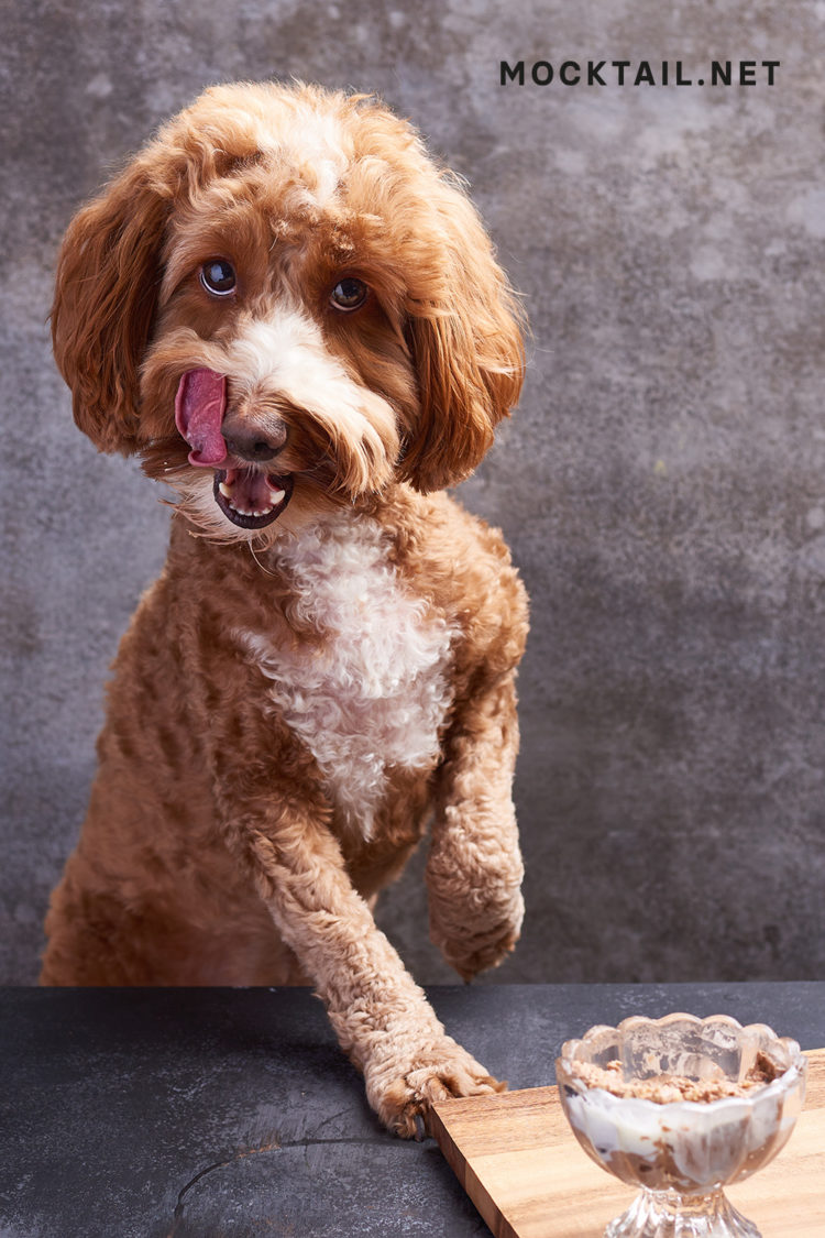 How to Make a Puppuccino at Home? - Mocktail.net